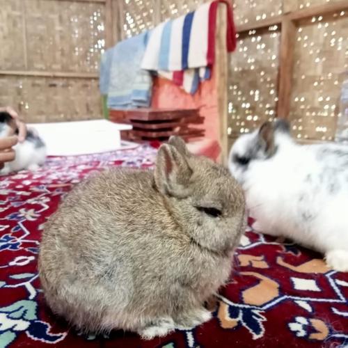 Jual kelinci netherland dwarf - Kota Tangerang Selatan - 2R RABBIT ...