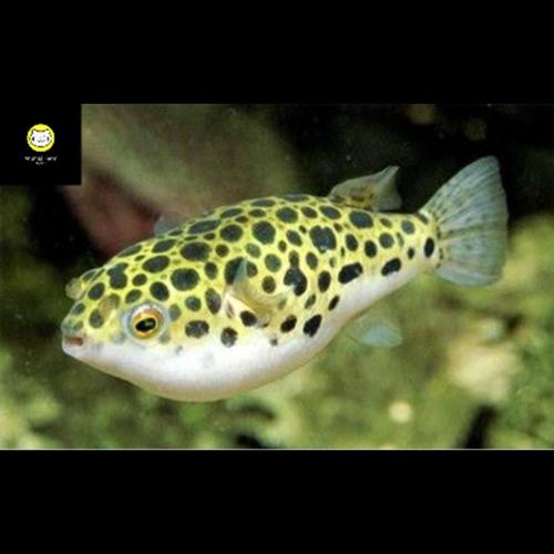 Jual ikan puffer fish /Buntal/Aquascape/Pemakan Hama keong - 6CM - Kota ...