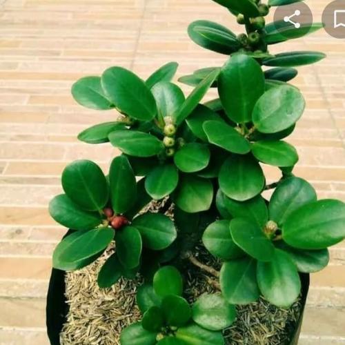 Jual tanaman setek beringin Korea/pohon setek beringin korea - Kab ...