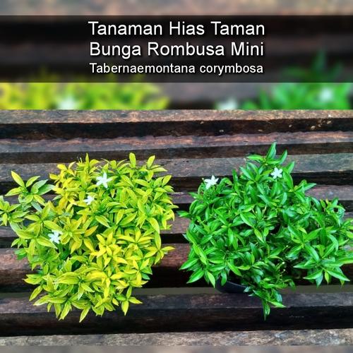 Jual Tanaman Hias Taman Bunga Rombusa Mini - Sabrina Mini Hijau - Hijau ...