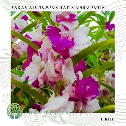 Jual Benih Bibit Biji - Bunga Pacar Air Tumpuk BATIK UNGU PUTIH Rose ...