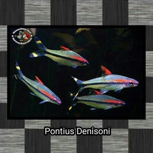 Jual Pontius Denisoni / ikan hias aquascape - Jakarta Selatan - waroeng ...