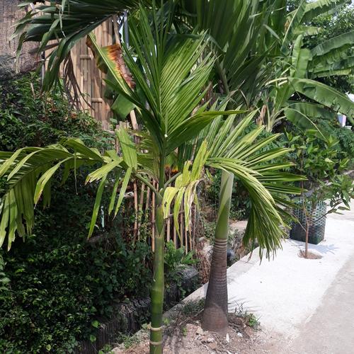 Jual pohon palem (2 palem biji merah, 1 pinang/jambe) obral - Kab ...