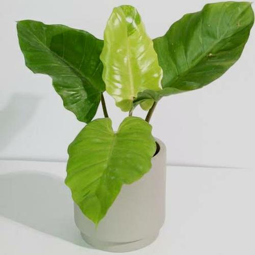 Jual Philodendron Snowdrift Variegata Mature - Kota Tangerang Selatan ...