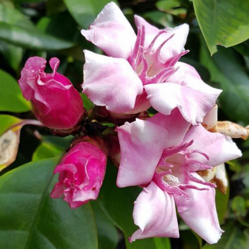 Jual tanaman bunga STROPHANTHUS GRATUS CLIMBING OLEANDER melati papua ...