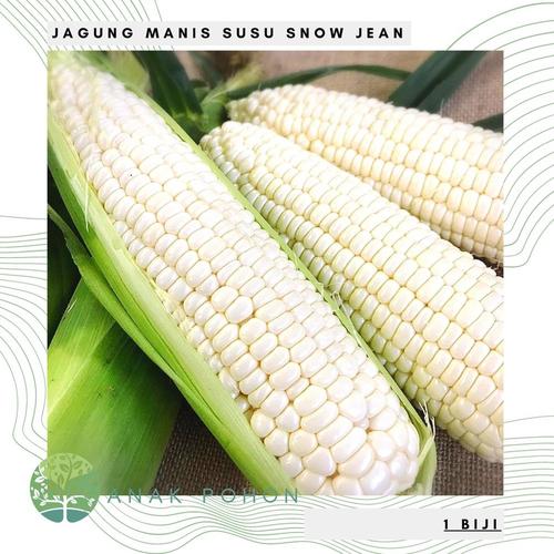 Jual Benih Bibit Biji - Jagung Manis Susu Snow Jean Putih White Sweet ...