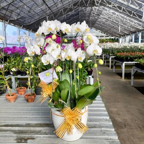 Jual bunga anggrek cantik hampers / hadia special - Kota Bandung - Toko ...