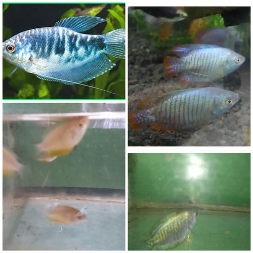 Jual Sepat ralis / sepat madu / sepat rosby aquascape - Rosby - Kota ...