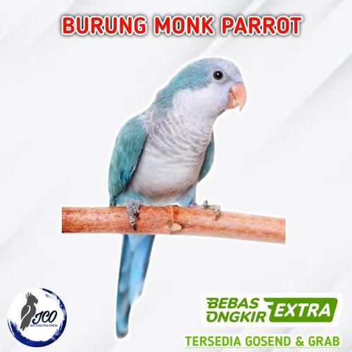 Promo BURUNG MONK PARAKEET PARROT BURUNG MONK PARROT Cicil 0% 3x ...