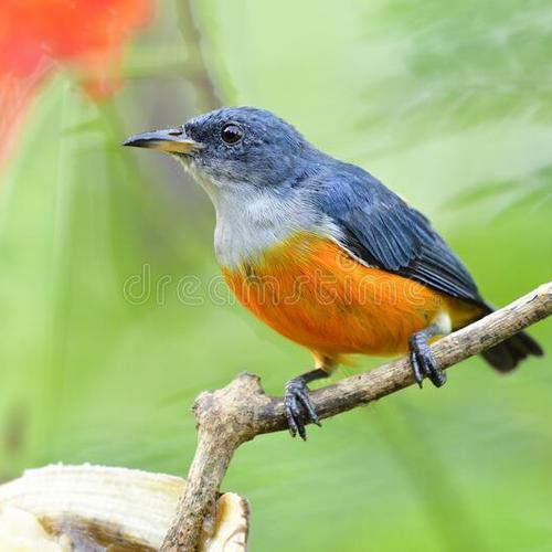 Jual burung kemade bunga api atau cabe cabean lucu imut - Jakarta Timur ...