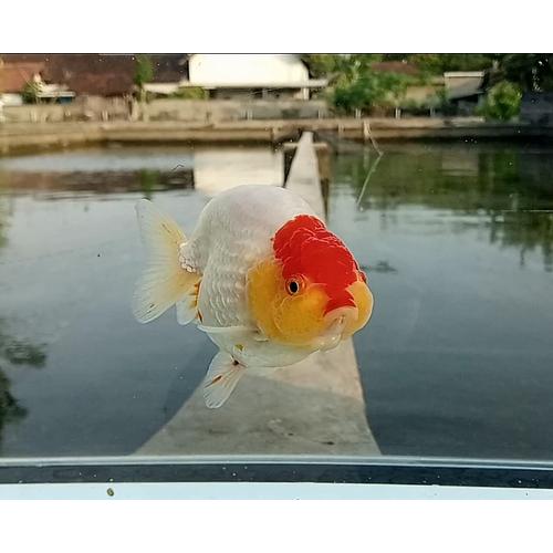 Jual rancu red head bufallo / ikan mas koki rancu / rancu red white ...
