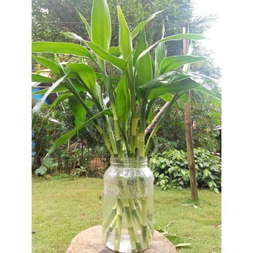 Jual 10pcs batang bambu hoki Sri rezeki - Kota Tangerang - Tumbuhan ...