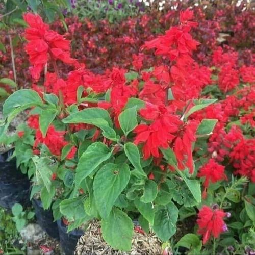 Jual pohon salvia bunga merah - tanaman salvia bung merah - Kab. Bogor ...
