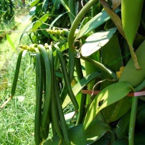 Jual Bibit Pohon Vanili - Tanaman Vanila - Vanilli Vanilla - Kab ...