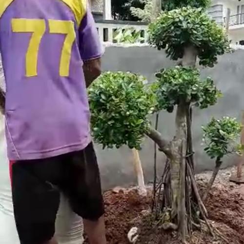 Jual Tanaman hias bonsai beringin korea. - Kota Depok - Ardaflora ...
