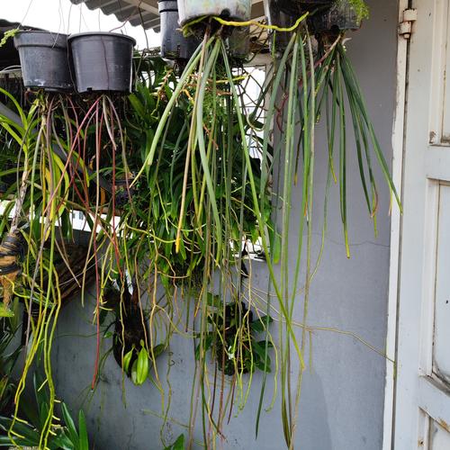 Jual Rawatan Anggrek Langka Ekor Tikus Jenis Paraphalaenopsis ...