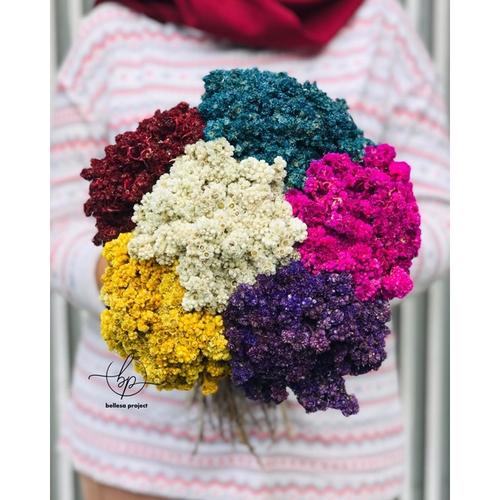 Jual BUNGA EDELWEIS KERING BUDIDAYA - Biru, 30 Batang - Kota Surabaya ...