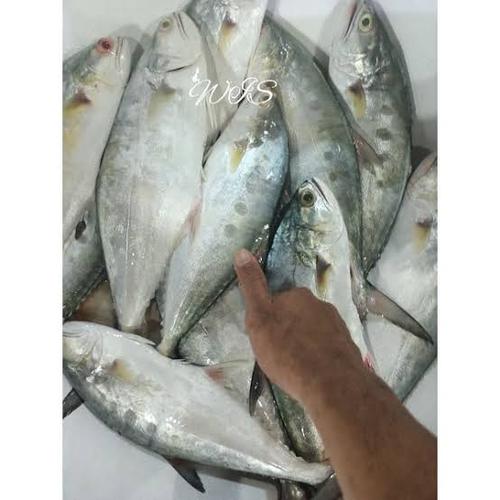 Jual ikan Talang Talang Segar - 1 Kilogram - Jakarta Selatan - IKAN ...