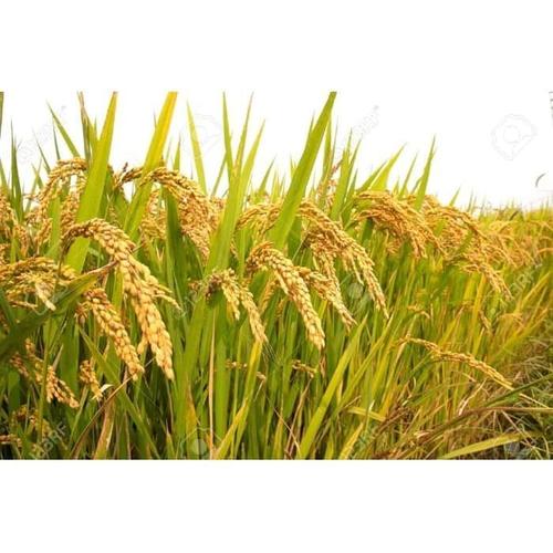 Jual Benih Biji Padi Super Mudah Tumbuh isi 30 gram - Jakarta Selatan ...