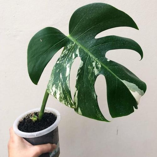Jual tanaman hias monstera varigata monvar ekonomis - Kota Depok ...