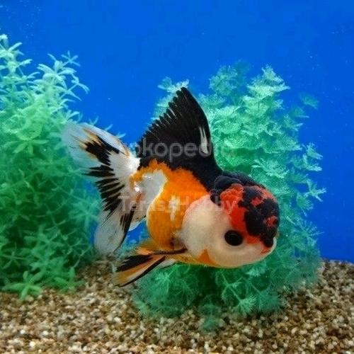 Promo Koki Oranda Panda 3C Jambul Berkualitas Size (M) - Kota Depok ...