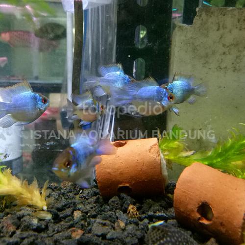 Jual ikan ramirezi blue elektrik - Kota Bandung - istana aquarium ...