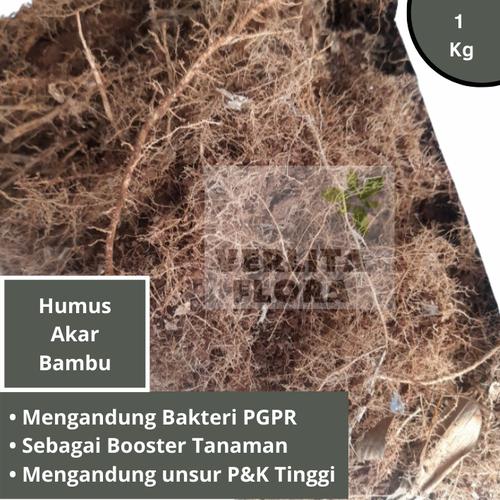 Jual Humus Akar Bambu 1Kg Media Tanam Premium - Kota Depok - Verlita ...