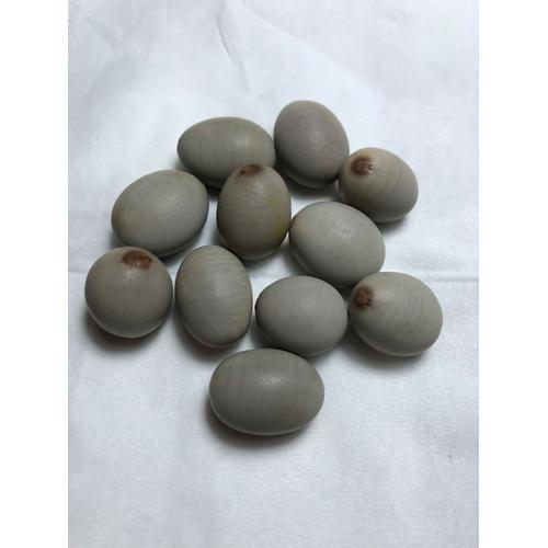 Jual Buah Bambu Asli Kalimantan 11 Biji Langka - Kab. Banjar - AB ...