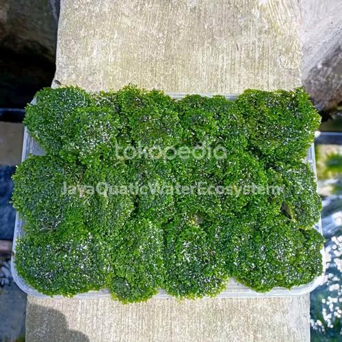 Jual Tanaman Aquascape Moss Riccardia Porsi Hemat - Kab. Subang ...
