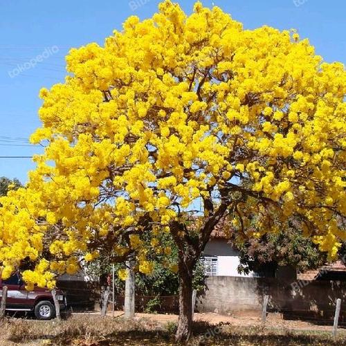Jual Bibit tanaman Tabebuya tinggi 2 meter - full media tanam Merah ...