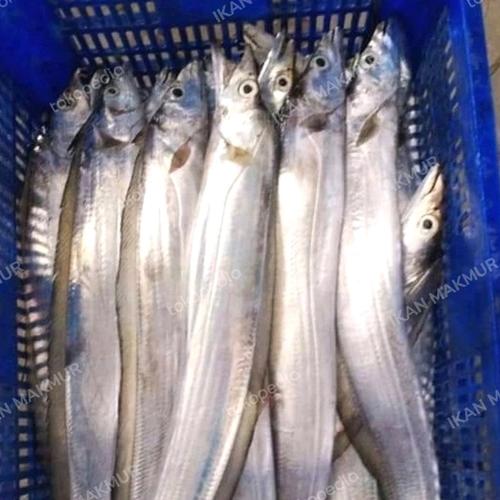 Jual ikan Layur Segar Berkualitas - 1 Kilogram - Jakarta Selatan - IKAN ...