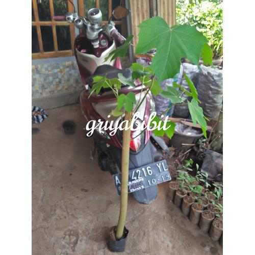 Jual Bibit Tanaman Kayu Timoho - Pohon Sejuta Manfaat - Kab. Purworejo ...