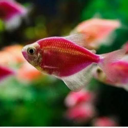 Jual ikan glowfish pink tetra - Kota Medan - lia aquarium1 | Tokopedia