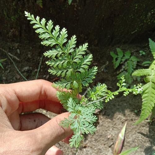 Jual LEATHER LEAF FERN~PAKIS KAYU~RUMOHRAADIANTIFORMIS~TANAMAN INDOOR~5 ...