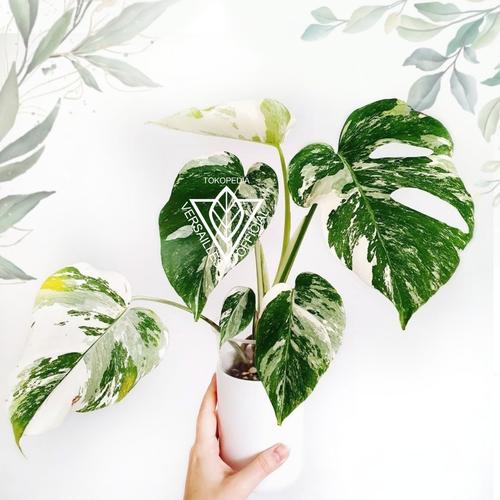 Jual Monstera Varigata Daun Putih Variegated Tanaman Bunga Hias White ...