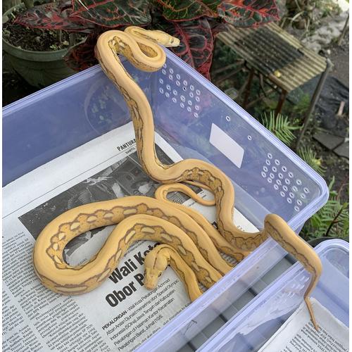 Jual Retic/retic albino/retic tiger platynum OG/retic platy/retic tiger ...