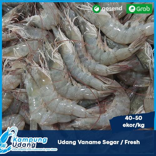 Jual Udang Segar Fresh Berkualitas - 1 Kilo Tipe Udang Vaname/Pancet ...