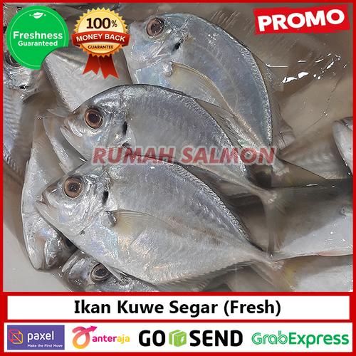 Jual IKAN KUWE SEGAR (FRESH) - Jakarta Utara - Rumah Salmon | Tokopedia