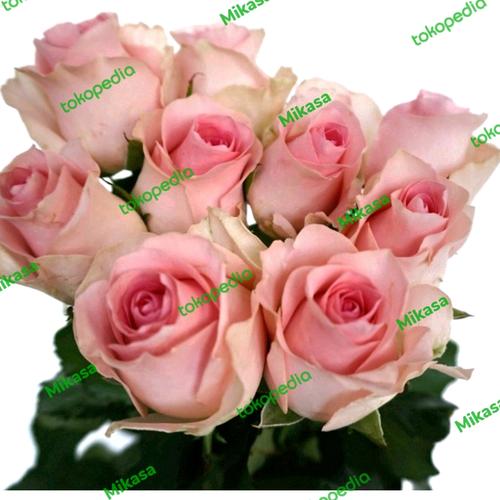 Jual bunga rose baby love asli bunga import - Jakarta Barat - Mikasa ...
