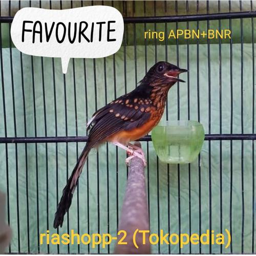 Jual burung trotol jahat murai APBN dan BNR sertifikat - Jakarta Timur ...