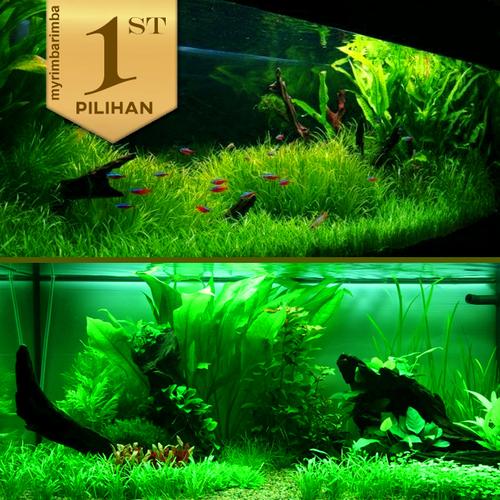 Jual Rumput Lilopsis Lempeng Pakis Tanaman Air Aquascape Hiasan ...