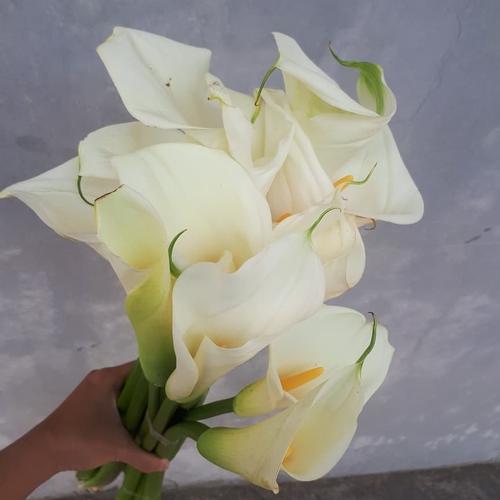 Jual Bunga Calalily Putih (Bunga Potong Segar JAKARTA) - Jakarta Barat ...