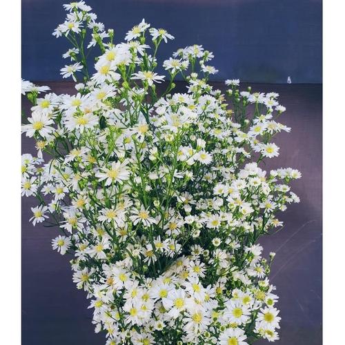 Jual Bunga Pikok Putih (Bunga Segar Jakarta) - Jakarta Barat - 3rd ...