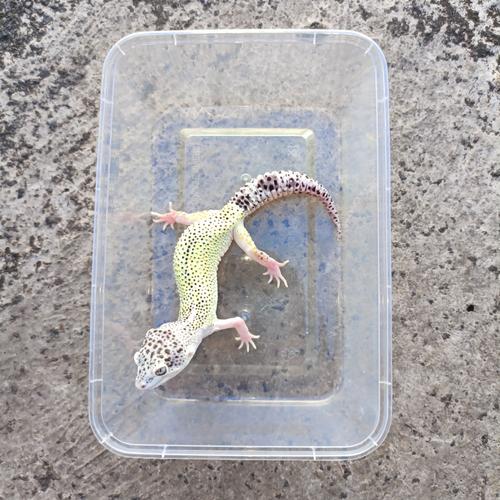 Jual Mainan Gecko Mack Snow Lemon Frost Eclipse Ph DB MP - Kota Manado ...