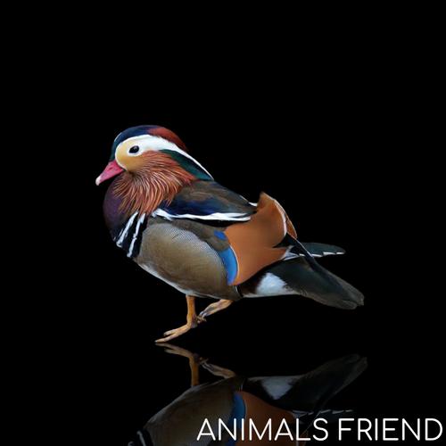 Promo BEBEK HIAS MANDARIN / MANDARIN DUCK - MANDARIN DUCK Cicil 0% 3x ...