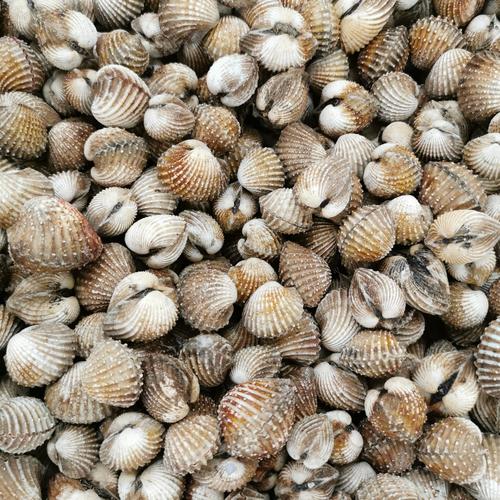 Jual Kerang Dara 1 kg - Jakarta Utara - Jaya Seafood | Tokopedia