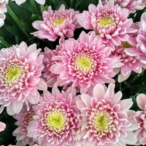 Jual Bunga Krisan Lokal isi 10 Tangkai (Bunga Potong Segar) - Putih ...