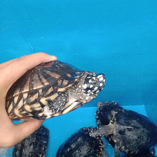 Jual Kura Hamiltoni Indukan (Jantan/Betina) Size Random (20 cm an ± ...