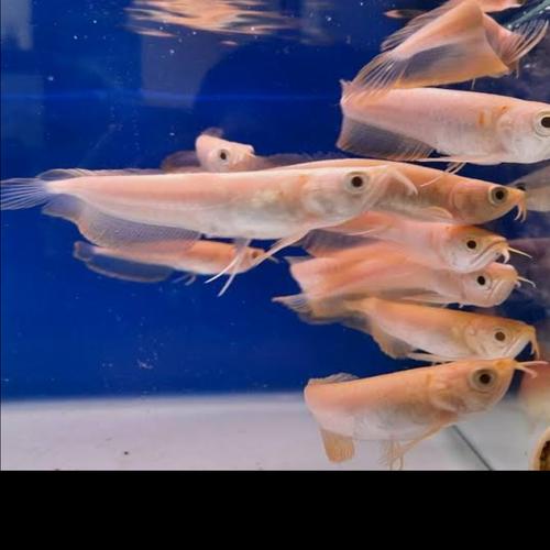Jual Arwana silver 10cm - Jakarta Utara - RAMBU AQUATIC | Tokopedia