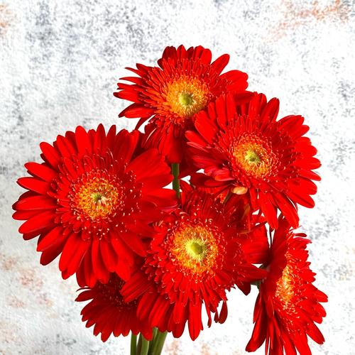 Jual Bunga Garbera isi 10 Tangkai (Bunga Potong Segar) - Pink Tua ...